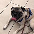 Pug Puppies - Pug Rescue and Adoption Near You