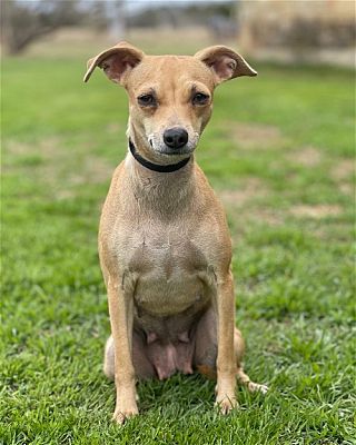 San Antonio, TX - Terrier (Unknown Type, Medium). Meet Kana a Pet for ...