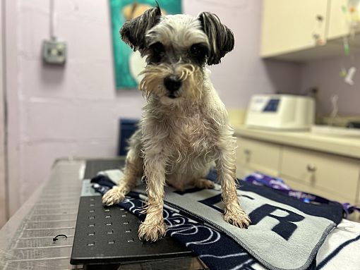 Oak Ridge, NJ - Schnauzer (Miniature). Meet Fritz-LOVES DOGS! a Pet for ...