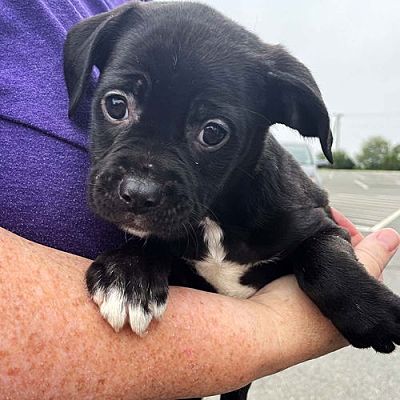 Chantilly, VA - Boxer/Labrador Retriever. Meet Van Gogh Pablo a Pet for ...