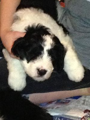 Kendall, NY - Old English Sheepdog. Meet Thor a Pet for Adoption ...
