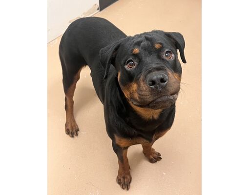 Phoenix, AZ - Rottweiler/Mixed Breed (Medium). Meet Midnight a Pet for ...