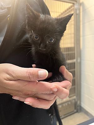 Rome, GA - Domestic Shorthair. Meet INKY a Pet for Adoption - AdoptaPet.com