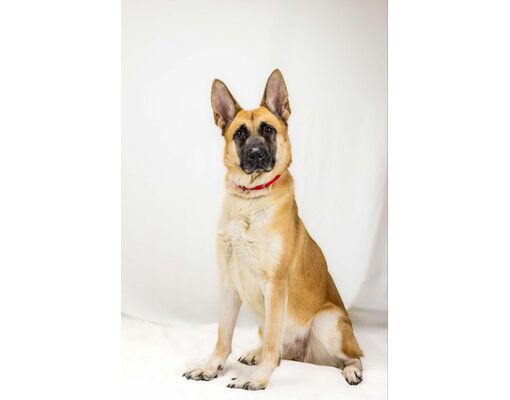 Wantagh, NY - Belgian Malinois. Meet Cairo a Pet for Adoption ...