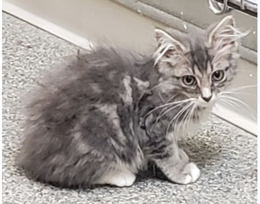 Hamilton, OH - Domestic Longhair/Mixed Breed (Medium). Meet Pixie a Pet ...