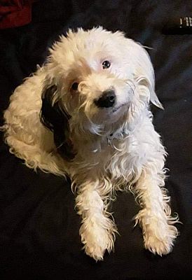 Bend, OR - Maltese/Cocker Spaniel. Meet Ceres a Pet for Adoption ...