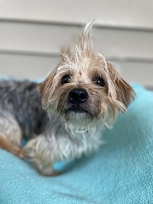 Oxford, MI - Yorkie, Yorkshire Terrier. Meet “Velvet” a Pet for ...