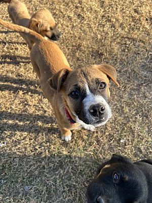 Mesa, AZ - Labrador Retriever/Boxer. Meet Tyler a Pet for Adoption ...