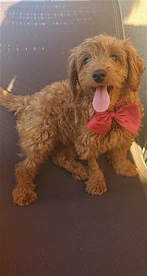Orlando, FL - Golden Retriever/Poodle (Miniature). Meet Franklin a Pet ...