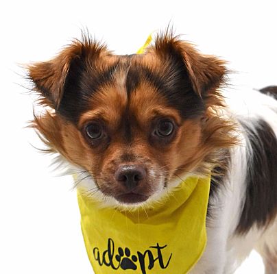 Springfield, OH - Pekingese/Chihuahua. Meet Vinnie a Pet for Adoption ...