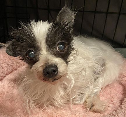 Orlando, FL - Maltese. Meet April a Pet for Adoption - AdoptaPet.com