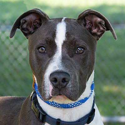 Troy, OH - American Pit Bull Terrier. Meet Dasher a Pet for Adoption ...