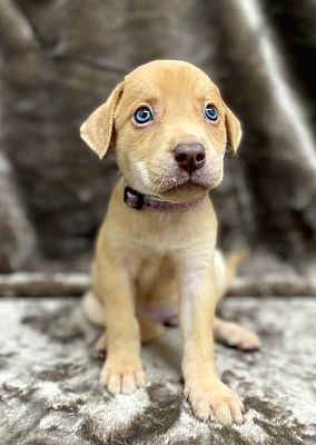 Providence, RI - Blue Lacy/Texas Lacy/Labrador Retriever. Meet Honey a ...