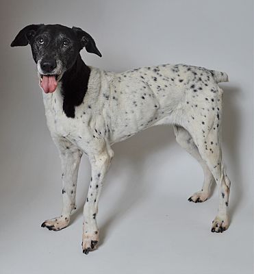 Fruit Heights, UT - Border Collie/German Shorthaired Pointer. Meet ...