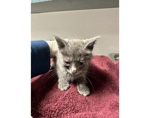 Chatsworth, CA - Domestic Shorthair. Meet RIPLEY a Pet for Adoption ...