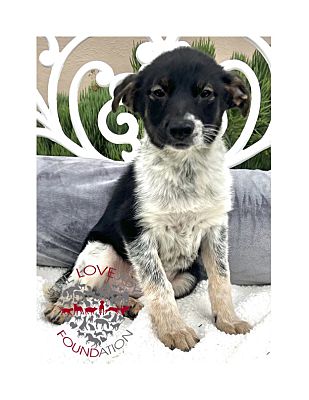 Inglewood, CA - Australian Shepherd/Border Collie. Meet Sharp Litter a ...