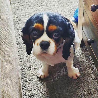 Sioux Falls, SD - Cavalier King Charles Spaniel. Meet Jake a Pet for Adoption - AdoptaPet.com