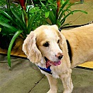 Cocker Spaniel Puppies - Rescue and Adoption Near You