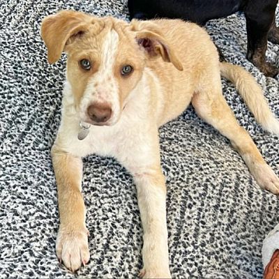 Flower Mound, TX - Great Pyrenees/Australian Cattle Dog. Meet Aspen a ...
