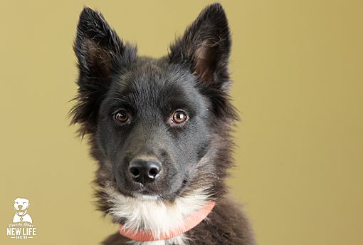 Portland, OR - Border Collie. Meet Colt a Pet for Adoption - AdoptaPet.com