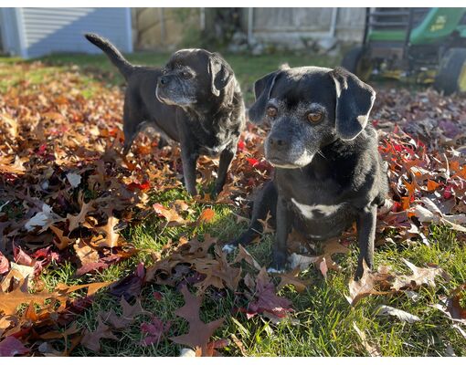 North Providence, RI - Puggle/Puggle. Meet Oakley & Lyla a Pet for ...