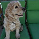 Cocker Spaniel Puppies - Rescue and Adoption Near You