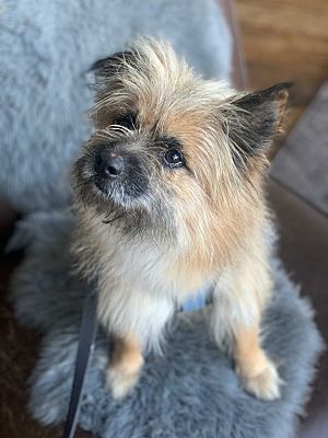 New York, NY - Pomeranian/Terrier (Unknown Type, Small). Meet Mozart a ...