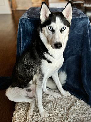 Taylors, SC - Husky. Meet Sapphire a Pet for Adoption - AdoptaPet.com