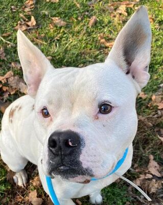 Knoxville, TN - Boxer. Meet Stimpy a Pet for Adoption - AdoptaPet.com