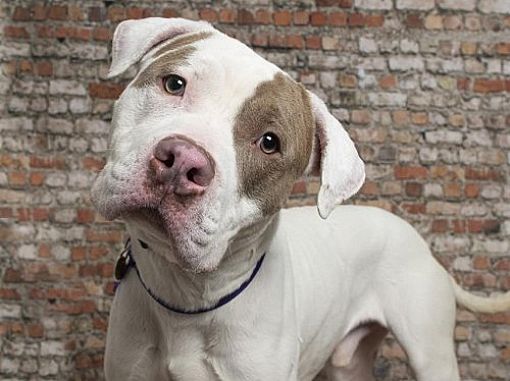 Denver, CO - Pit Bull Terrier. Meet PIPPEN a Pet for Adoption ...