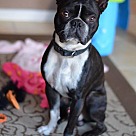 Boston Terrier Puppies - Boston Terrier Rescue and Adoption