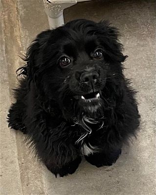 St. George, UT - Cocker Spaniel. Meet Joe Cocker a Pet for Adoption ...