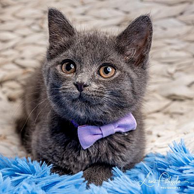 Lexington, KY - Domestic Shorthair. Meet Snape a Pet for Adoption ...