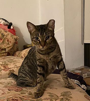 New York, NY - Domestic Shorthair. Meet GIGI&BUSTER-True Love Story a ...