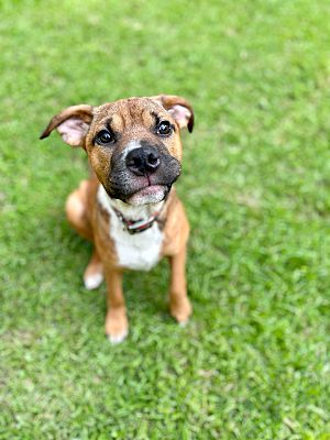 Birmingham, AL - Boxer/Bulldog. Meet Cassian a Pet for Adoption ...