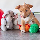 Corgi Puppies - Corgi Rescue and Adoption Near You