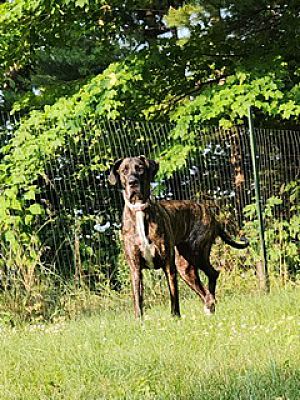 Springfield, IL - Great Dane. Meet Delilah a Pet for Adoption ...