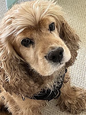 Flushing, NY - Cocker Spaniel. Meet CHASE a Pet for Adoption ...