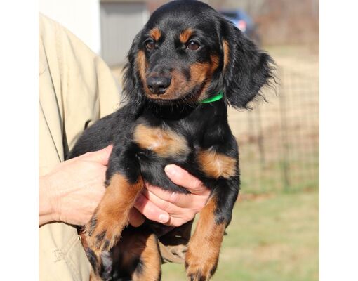 Ellington, CT - Dachshund/Mixed Breed (Medium). Meet CT Dan avail Dec ...