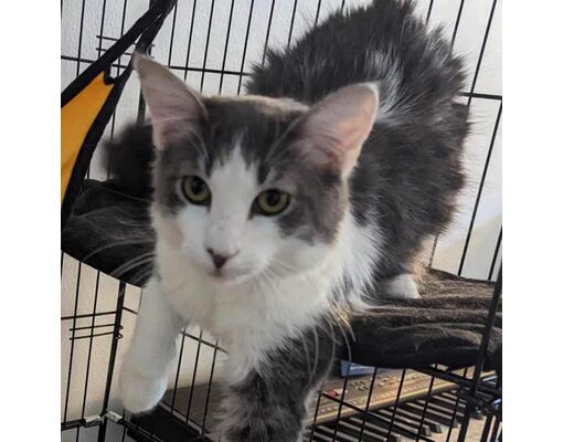 Simi Valley, CA - Domestic Mediumhair. Meet Penny a Pet for Adoption ...