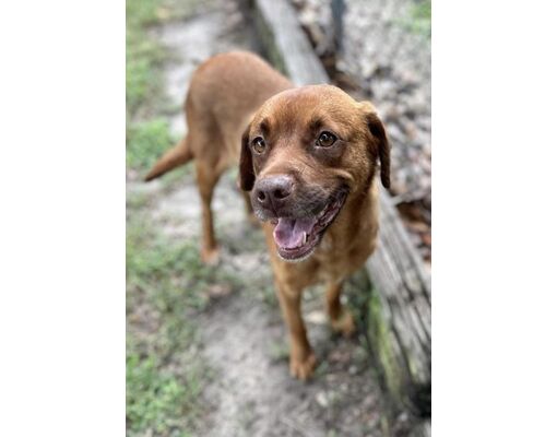 Hollywood, SC, SC - Mixed Breed (Medium)/Mixed Breed (Medium). Meet ...