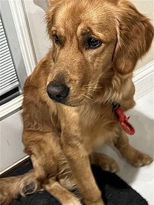 McKinney, TX - Golden Retriever. Meet Leo a Pet for Adoption ...