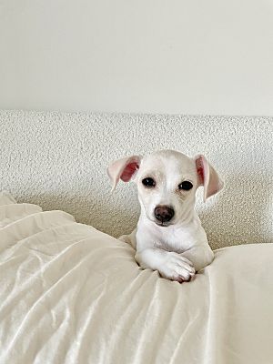 Los Angeles, CA - Chihuahua/Dachshund. Meet Chismosa a Pet for Adoption ...