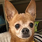 Chihuahua Puppies - Chihuahua Rescue and Adoption Near You