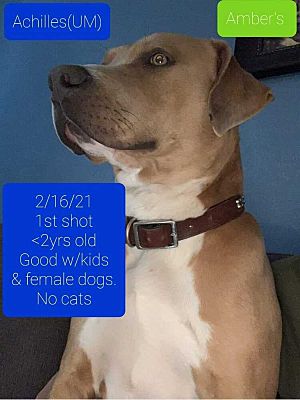 Airdrie, AB - Pit Bull Terrier. Meet Humphrey (Achilles) a Pet for ...