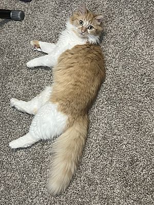 Roseville, MI - Tabby. Meet Georgia a Pet for Adoption - AdoptaPet.com