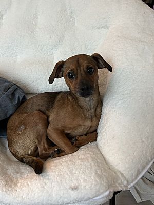 Hayward, CA - Chihuahua/Dachshund. Meet Gatsby a Pet for Adoption ...