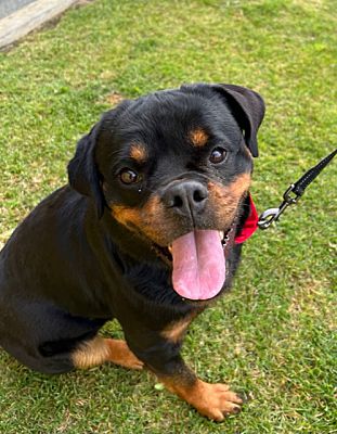 West Los Angeles, CA - Rottweiler/Pug. Meet Kenzie a Pet for Adoption ...