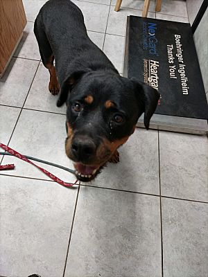 Portland, OR - Rottweiler. Meet Rosie a Pet for Adoption - AdoptaPet.com