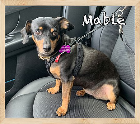 Orlando, FL - Dachshund. Meet Mable (AKA Sable) a Pet for Adoption ...